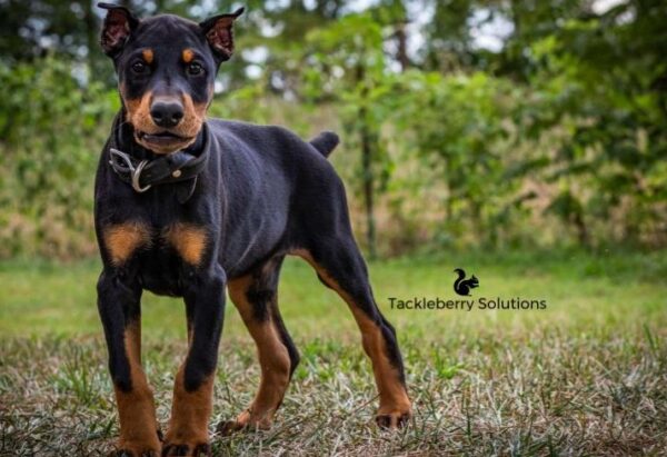 Certified Purebred Doberman Pinscher Puppies