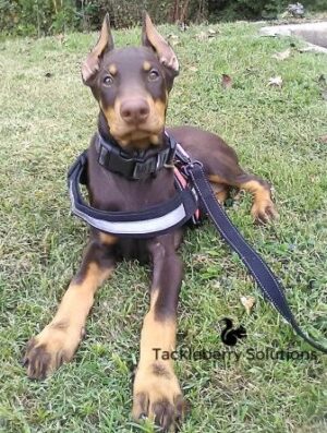 Certified Purebred Doberman Pinscher Puppies