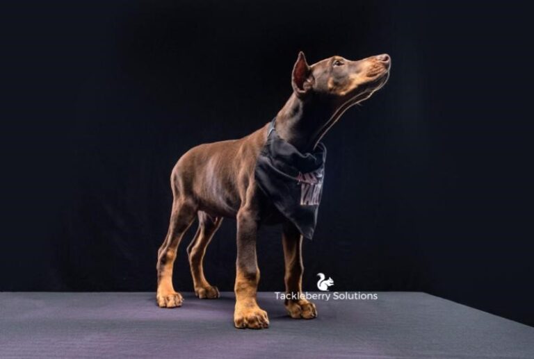 Certified Purebred Doberman Pinscher Puppies