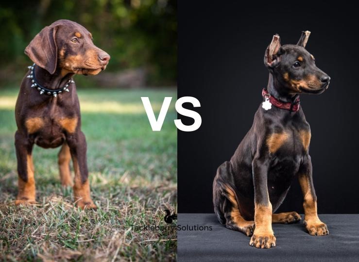 Cropped Ears or Let Them Hang? The Ear Crop Dilemma