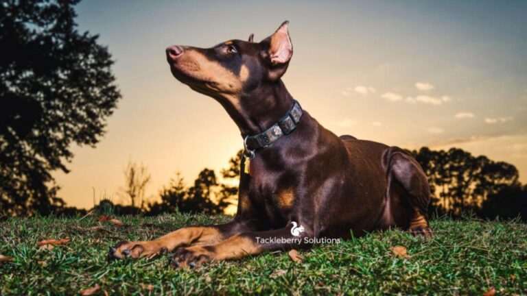 Doberman Photoshoot: 100+ Pictures of Dobermans