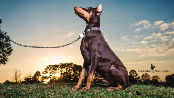 Doberman Photoshoot: 100+ Pictures of Dobermans