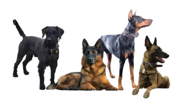 What is the best breed for personal protection?