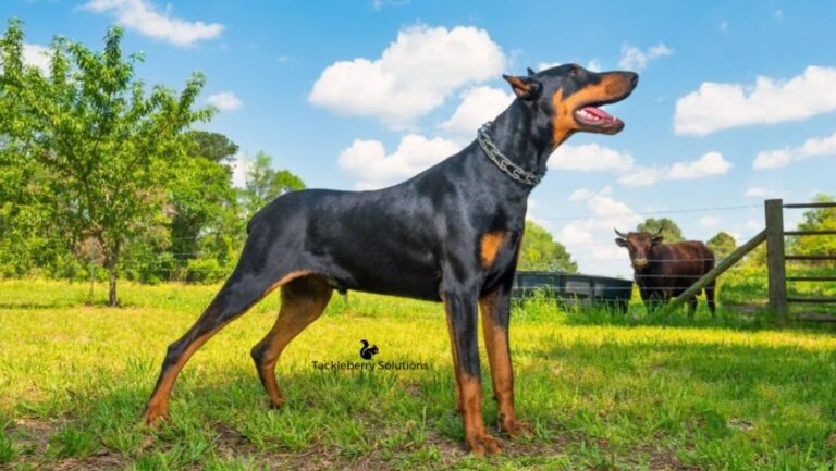 Certified Purebred Doberman Pinscher Puppies