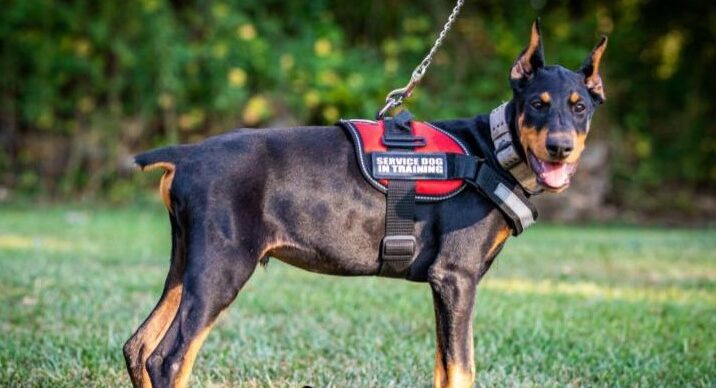 Certified Purebred Doberman Pinscher Puppies