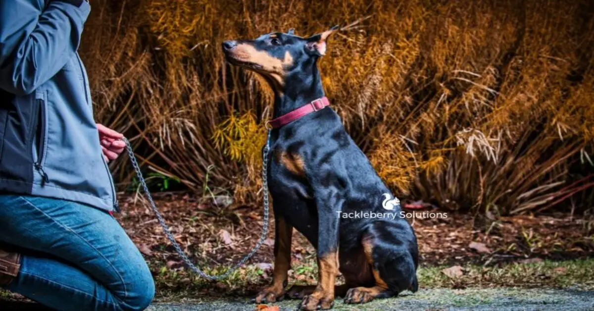 Handling a Doberman: Training and Socialization Tips - Tackleberry ...